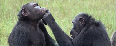 Chimps Appear to Treat Others' Wounds Using Insects | The Scientist