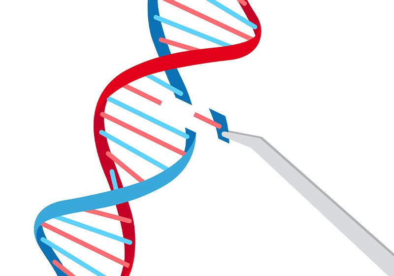 Knockout Validation | The Scientist