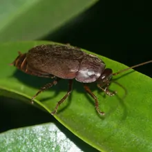 Genome Spotlight: Pacific Beetle-Mimic Cockroach (Diploptera punctata ...