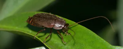 Genome Spotlight: Pacific Beetle-Mimic Cockroach (Diploptera punctata ...