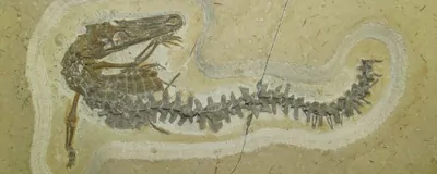 Q&A: Paleontology’s Colonial Legacy | The Scientist