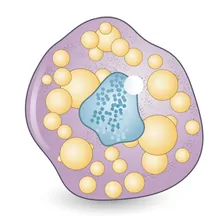 Heat May Melt Away White Fat | The Scientist