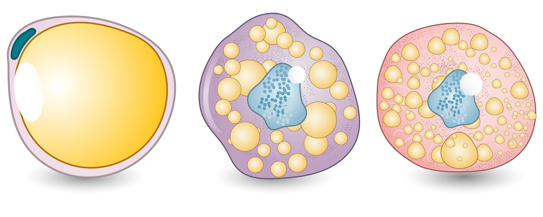 Adipose Tissue News, Articles | The Scientist Magazine®