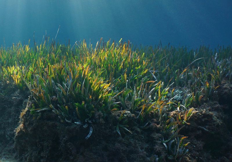 Marine Plant Partners with Microbes Like Terrestrial Plants Do | The ...