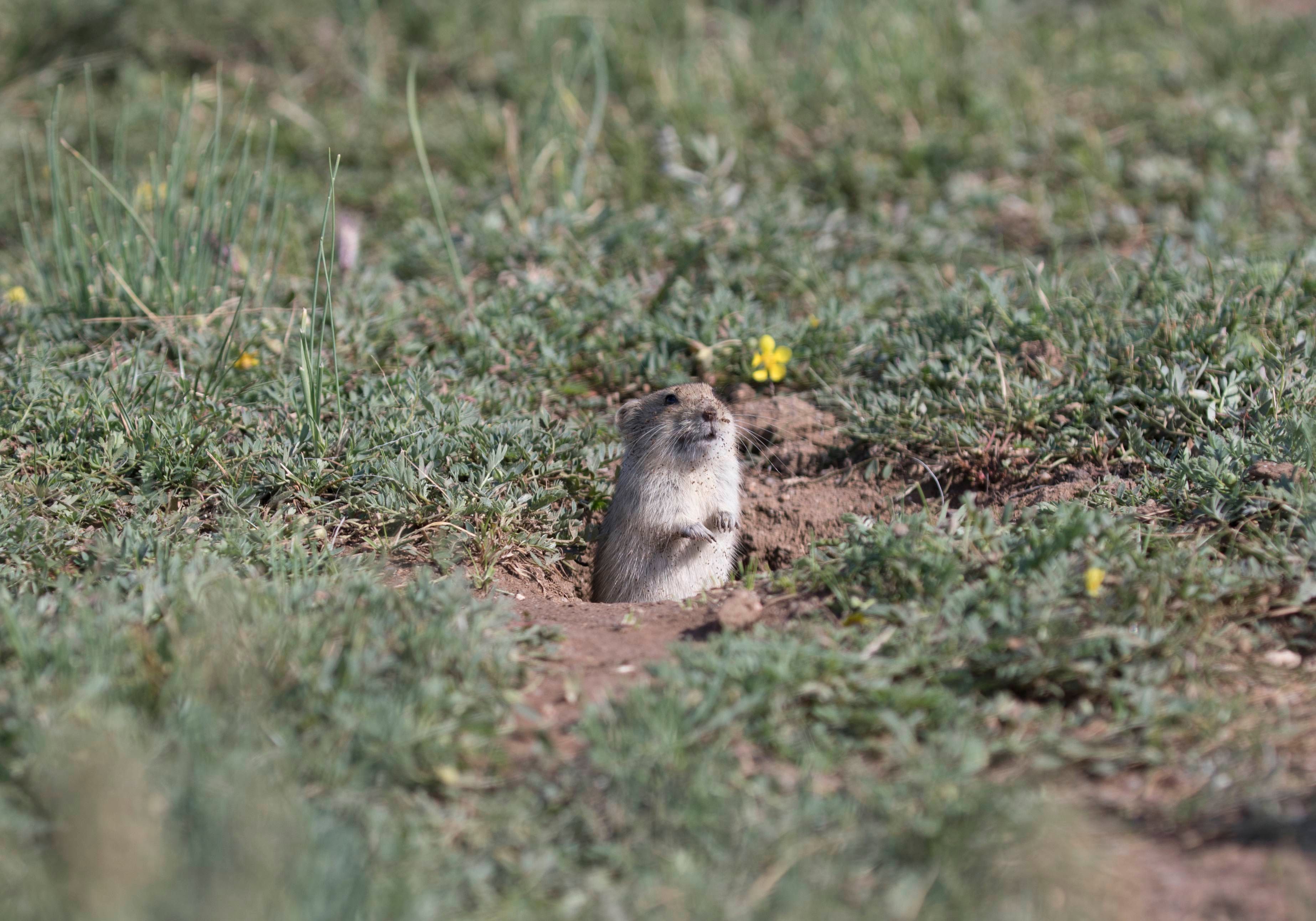 Vole Rodent