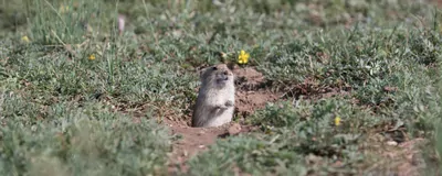 Voles Trim Tall Grass to Prevent Attacks | The Scientist