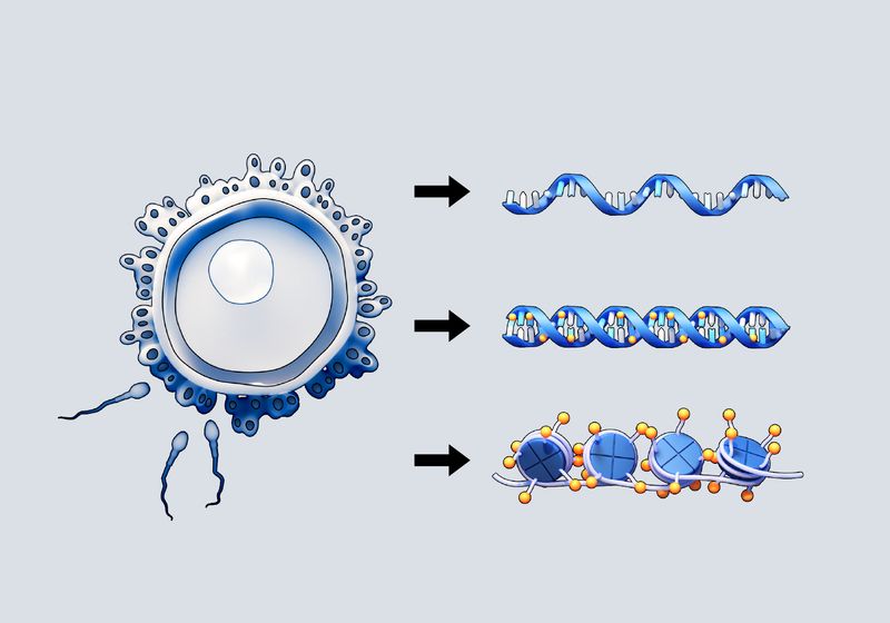 Infographic: Questions Linger About Epigenetic Inheritance | The Scientist