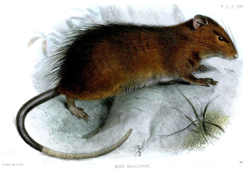 Genome Spotlight: Christmas Island Rat (Rattus macleari) | The Scientist