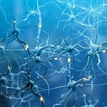 Neural Activation | The Scientist