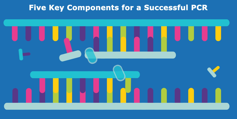 Five Key Components for a Successful PCR | The Scientist