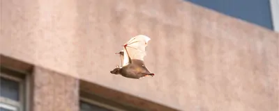 Fruit Bat Behavior: Echolocation During Daylight Despite Excellent ...