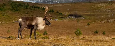 Dozens of Genes Tied to Caribou’s Seasonal Migration | The Scientist