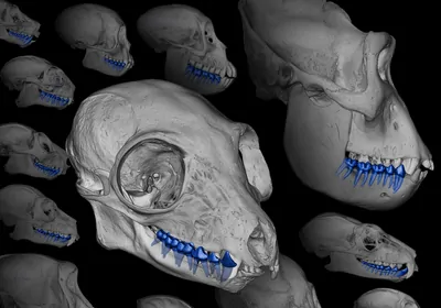 Comparative Research | The Scientist