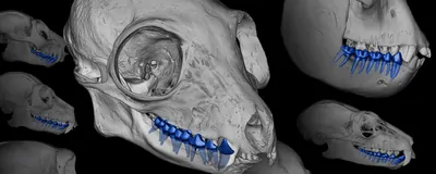 Surface Area of Tooth Roots Predicts Primate Body Size | The Scientist