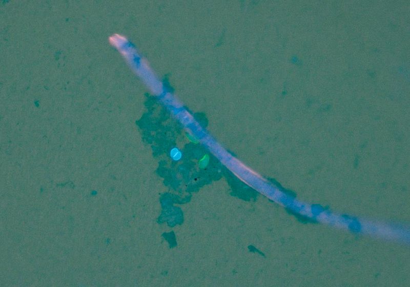 Microplastics in Seawater May Harbor Parasites | The Scientist