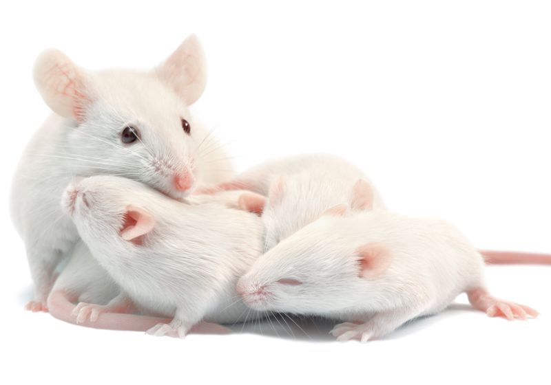 In Vivo Gene Therapy Cures Infertility in Mice | The Scientist
