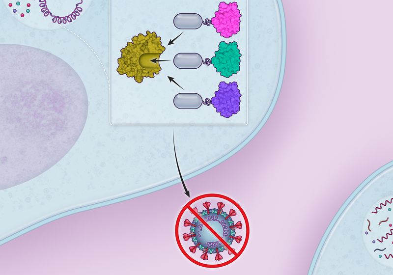 Infographic: Short Protein Motifs’ Role in SARS-CoV-2 Infection | The ...