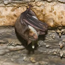 Birds | The Scientist