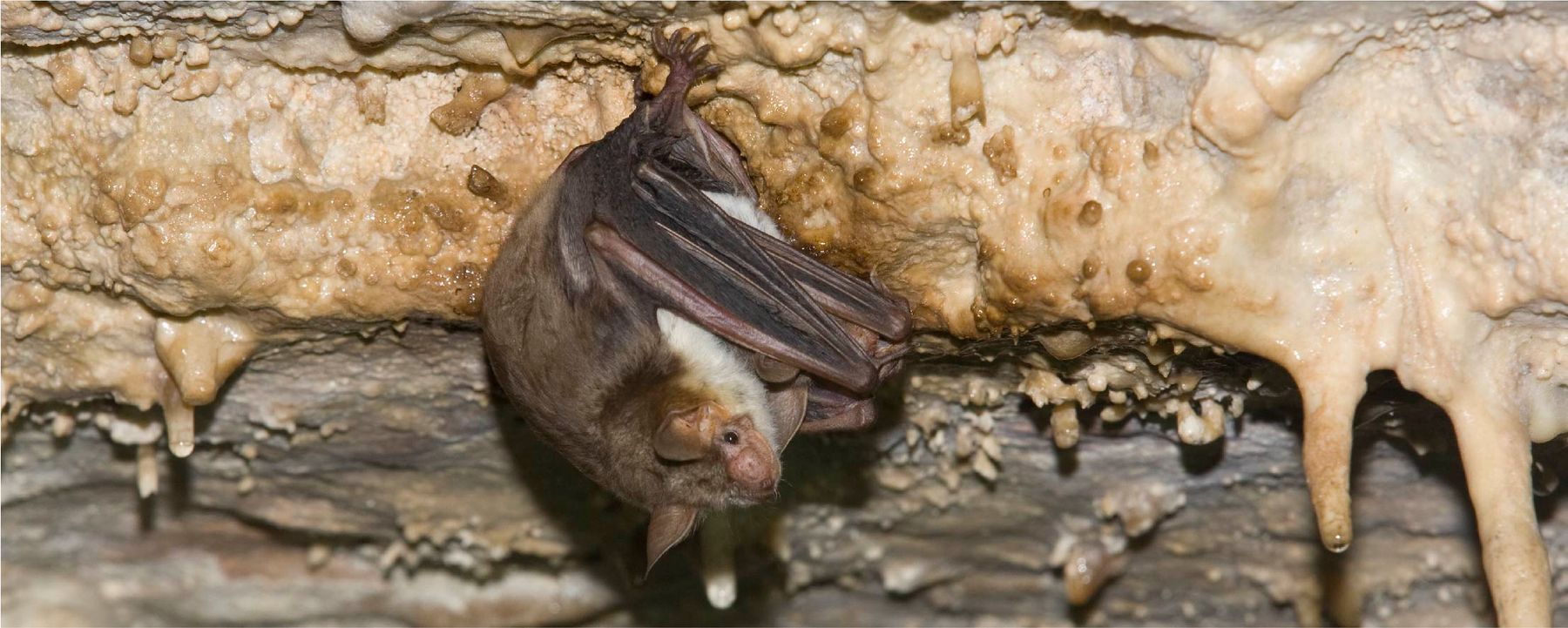 Biomimicry News, Articles | The Scientist Magazine®