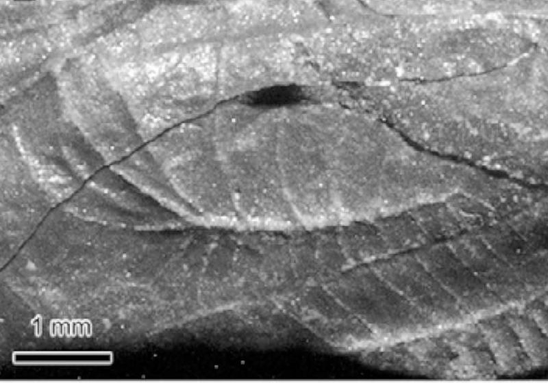 Listen to Extinct Crickets Chirp | The Scientist