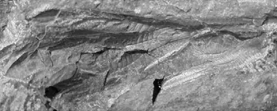 Listen to Extinct Crickets Chirp | The Scientist