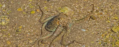 Steroids May Explain Octopuses’ Self-Starvation | The Scientist