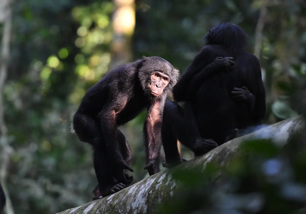 Bonobo | The Scientist