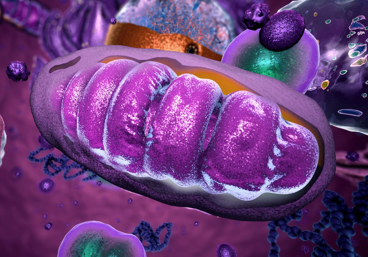 Mitochondrial Eve Reconstruction