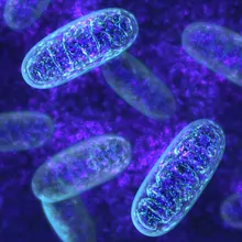 Lifespan | The Scientist