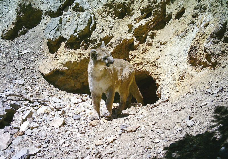 A World of Wildlife in Abandoned Mines | The Scientist