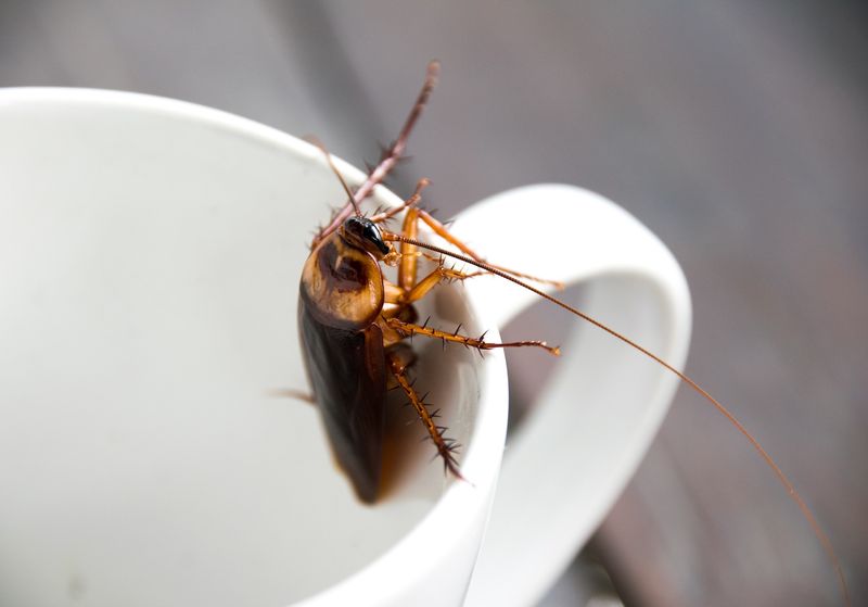 Injecting Cockroaches with CRISPR Gene Edits Their Offspring | The ...