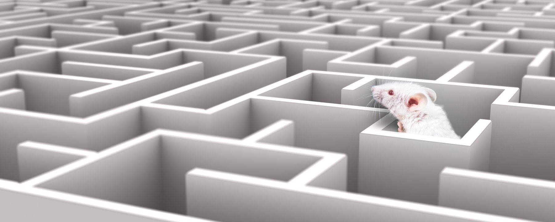 Cognition News, Articles | The Scientist Magazine®