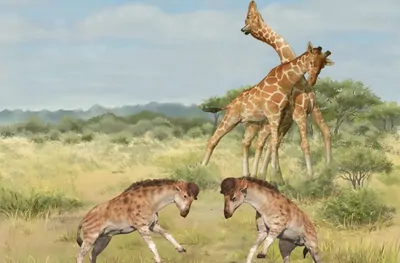 Giraffe | The Scientist