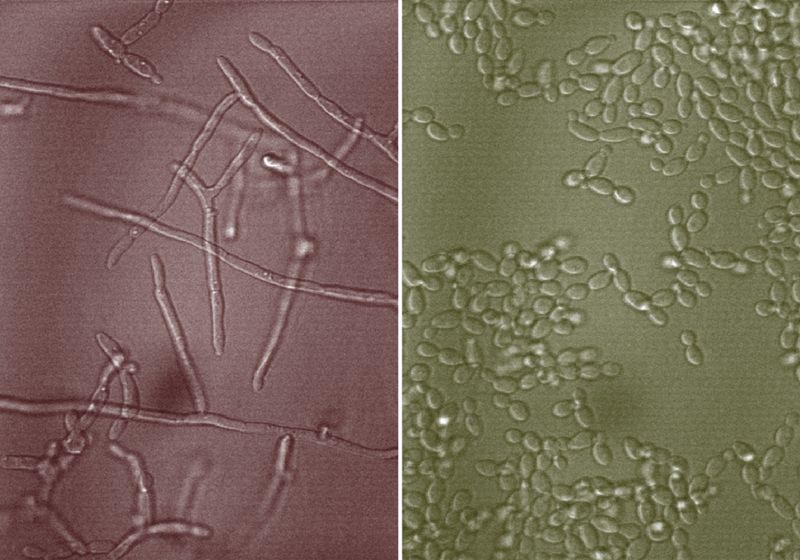 Science Snapshot: Taming the Fungus Amongus | The Scientist