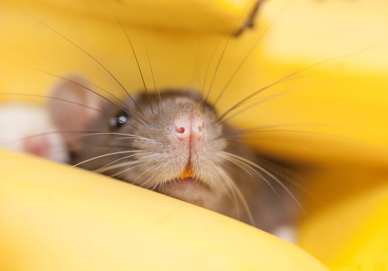 Not-so-Mellow Yellow: Pregnant Mice’s Urine Stresses Out Males | The ...
