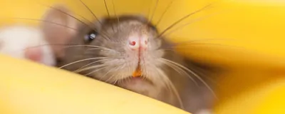 Not-so-Mellow Yellow: Pregnant Mice’s Urine Stresses Out Males | The ...