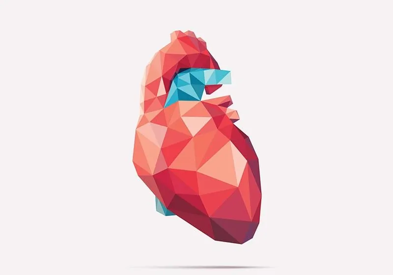 Cardiovascular System | The Scientist
