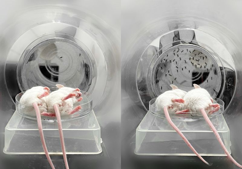 Mosquitoes Drawn to Hosts Infected by Dengue, Zika | The Scientist