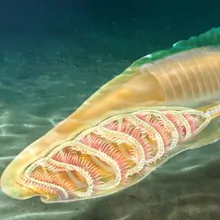 Fossils | The Scientist