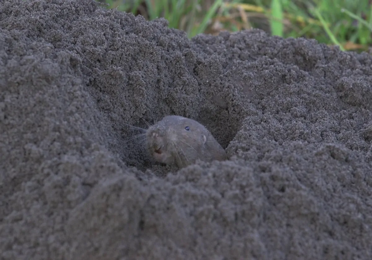 Ecosystem Services | The Scientist