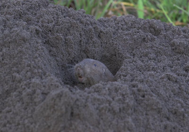 Are Pocket Gophers Underground Farmers? | The Scientist