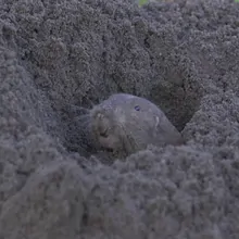 Are Pocket Gophers Underground Farmers? | The Scientist