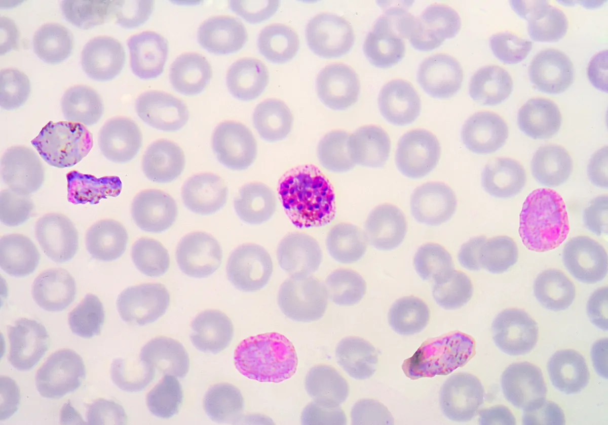 Plasmodium | The Scientist
