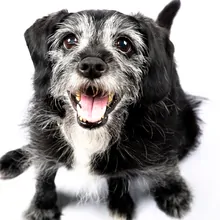 Inside the Brains of Aging Dogs | The Scientist