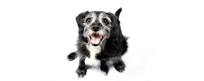 Inside the Brains of Aging Dogs | The Scientist