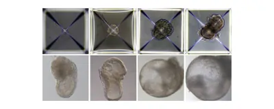 Mouse Embryo: No Sperm, Egg, or Uterus Required | The Scientist