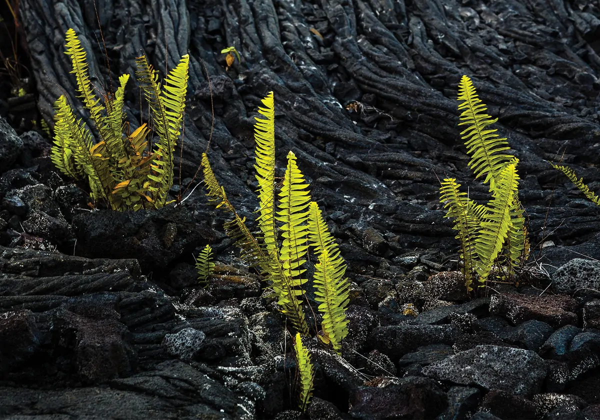 Dinosaurs | The Scientist