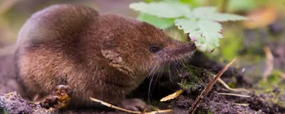 What Is This New Langya Virus? Do We Need to Be Worried? | The Scientist