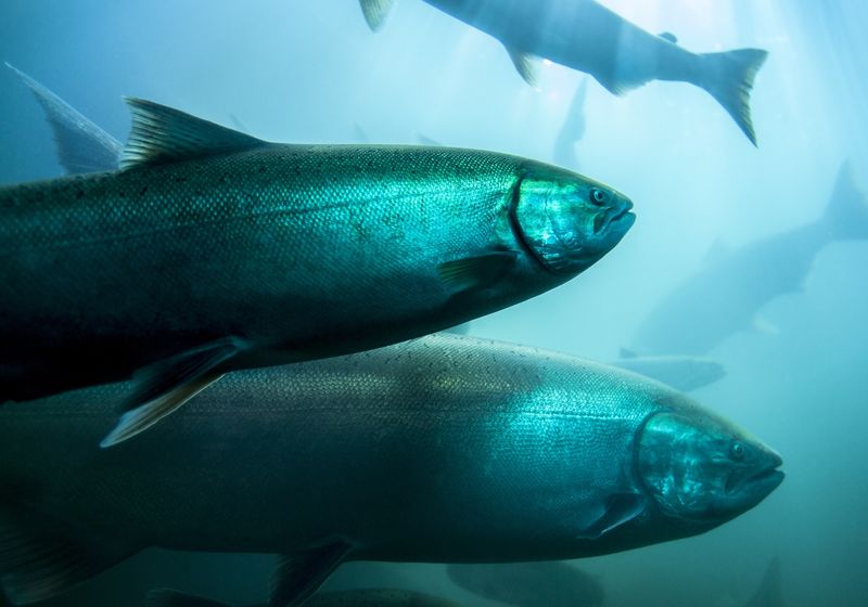 Probable Chlorine Exposure Kills 21,000 Fish at UC Davis | The Scientist