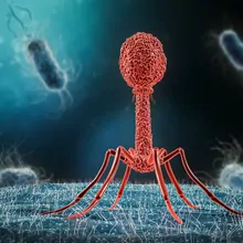 Bacteriophage | The Scientist